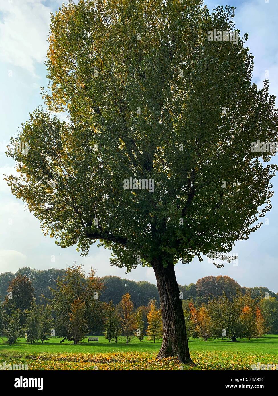 Tree in city park. Milan, Italy Stock Photo - Alamy