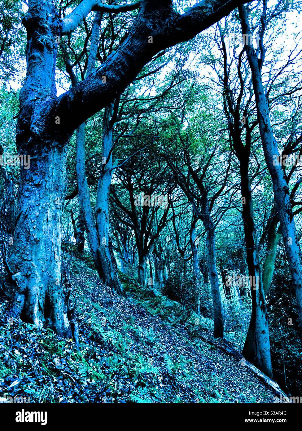 Enchanted forest with blue filter Stock Photo - Alamy