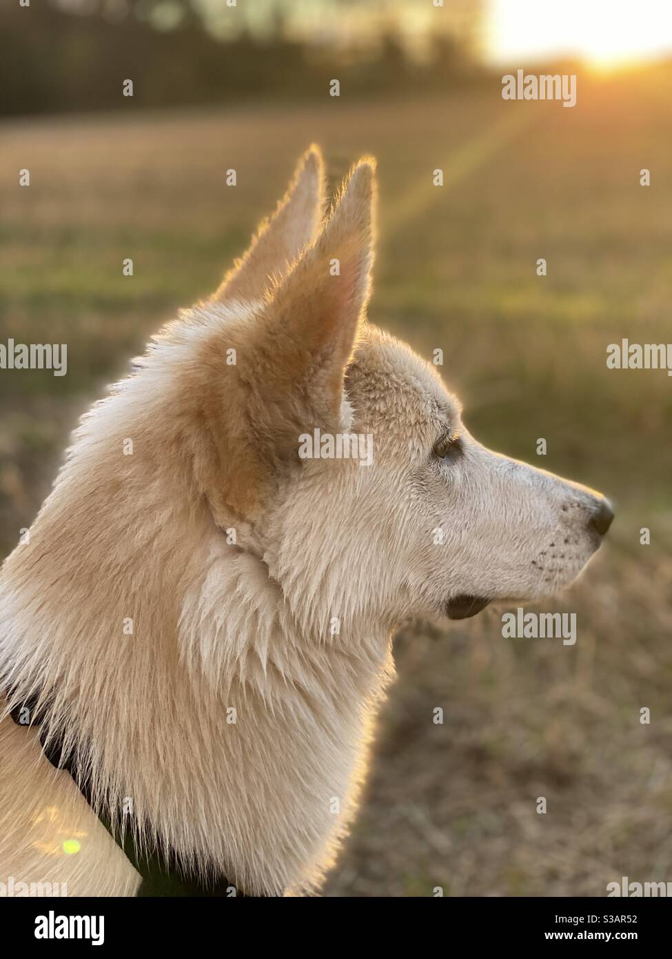 Husky cross hi-res stock photography and images - Alamy