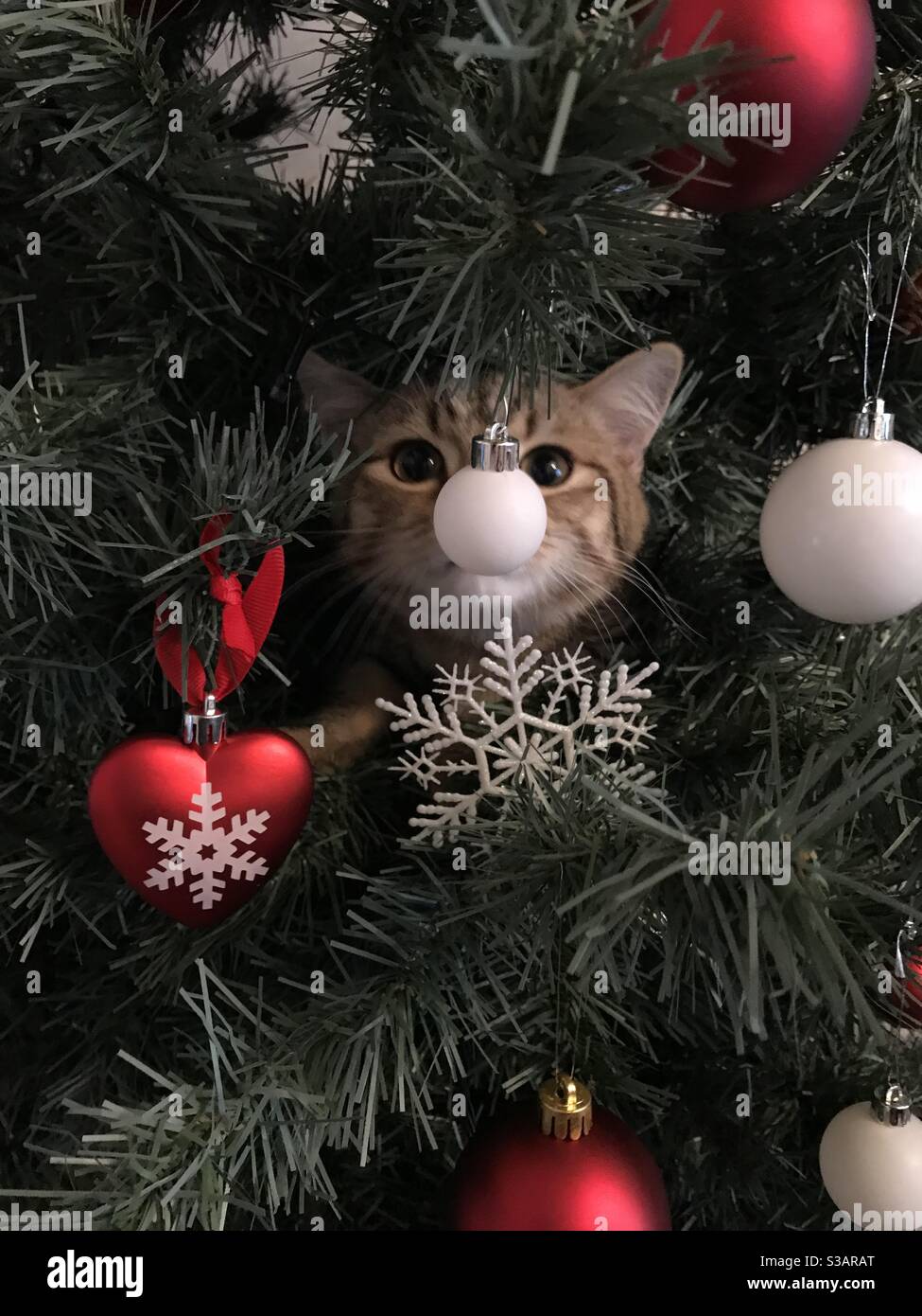 Cat in the tree hi-res stock photography and images - Alamy