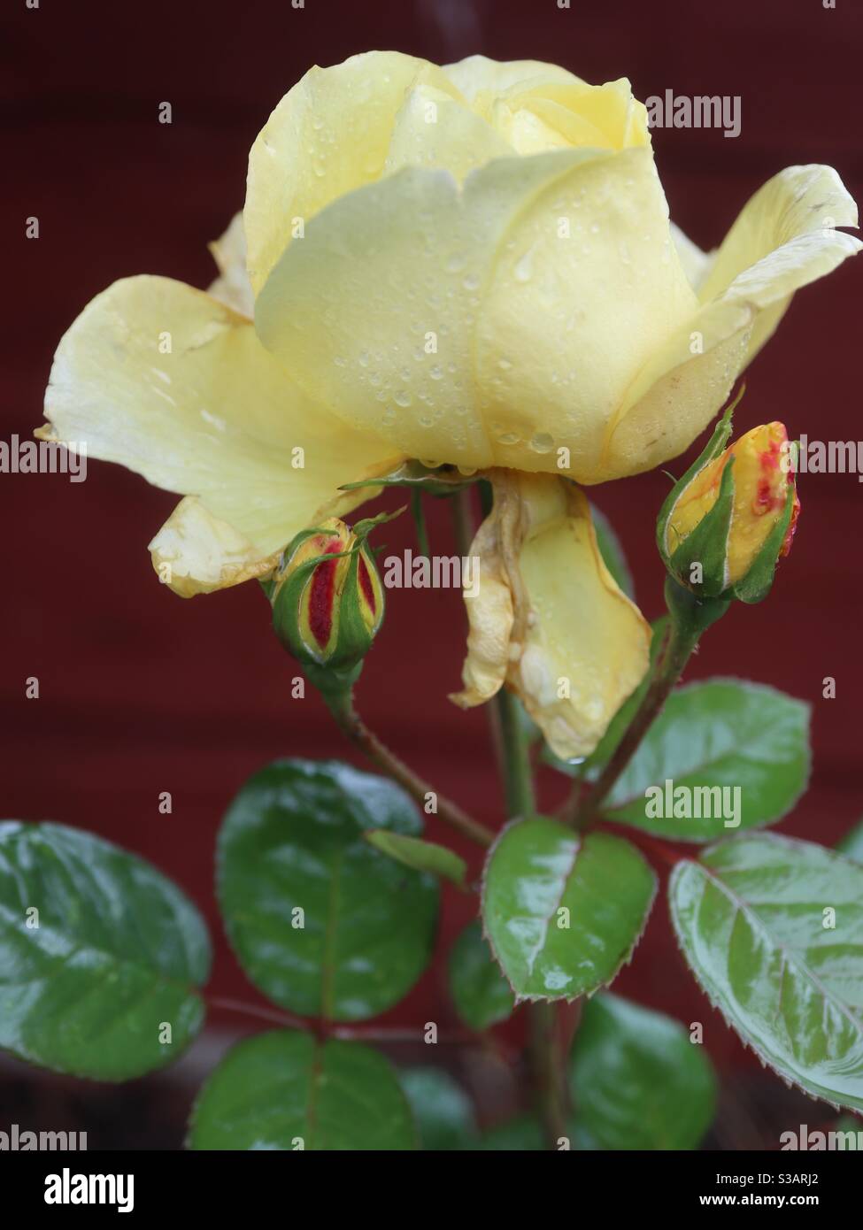 Last rose bloom of Autumn Stock Photo - Alamy