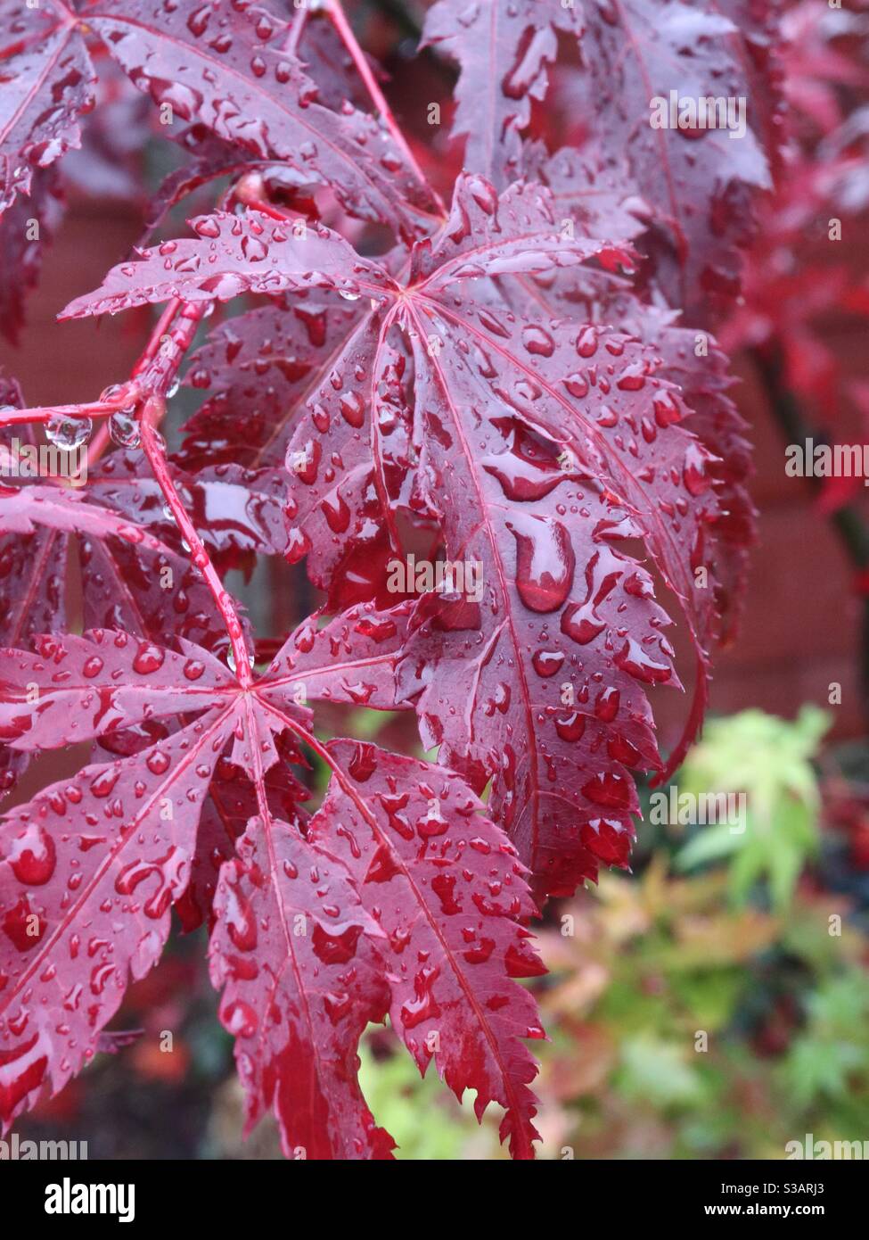 Red emperor hi-res stock photography and images - Alamy