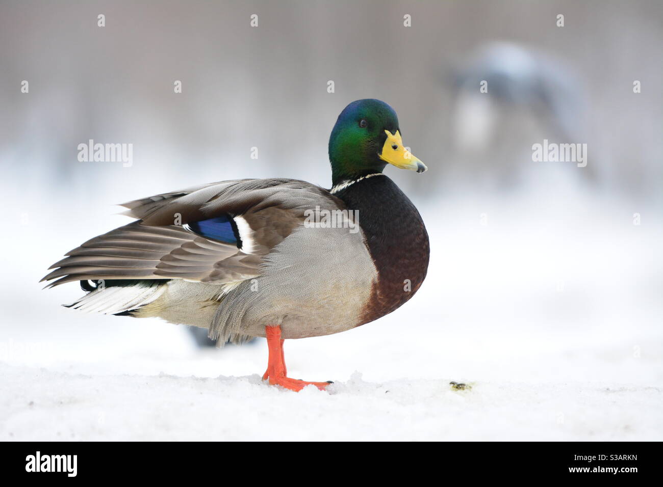 City duck hi-res stock photography and images - Alamy