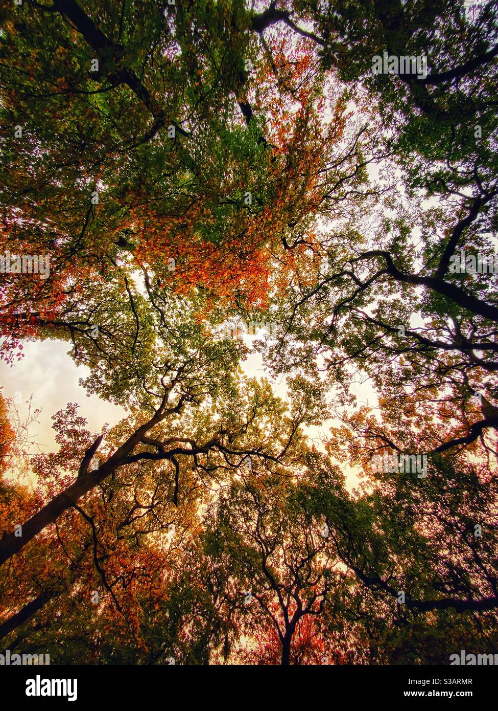 Canopy colours hi-res stock photography and images - Alamy