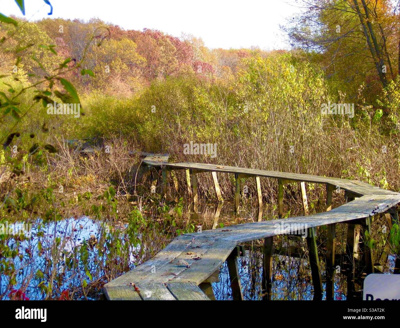 Boardwalk in a bog, Michigan Stock Photo - Alamy