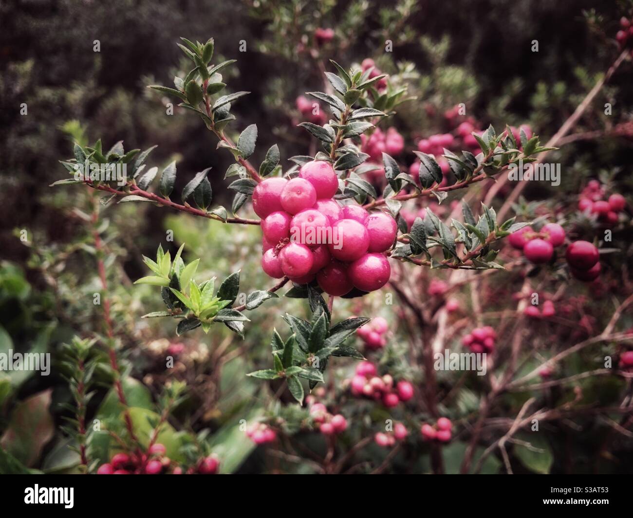 Mastic tree hi-res stock photography and images - Alamy