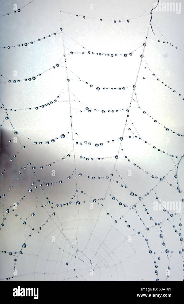 Cobweb with spider hi-res stock photography and images - Alamy