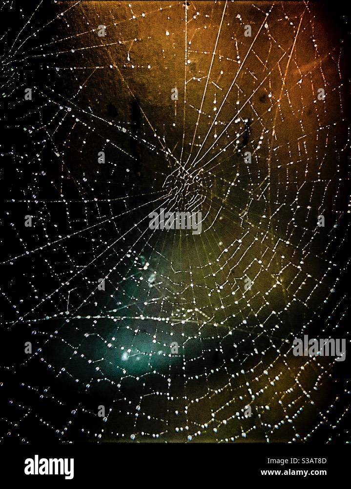 Spider web rain hi-res stock photography and images - Alamy