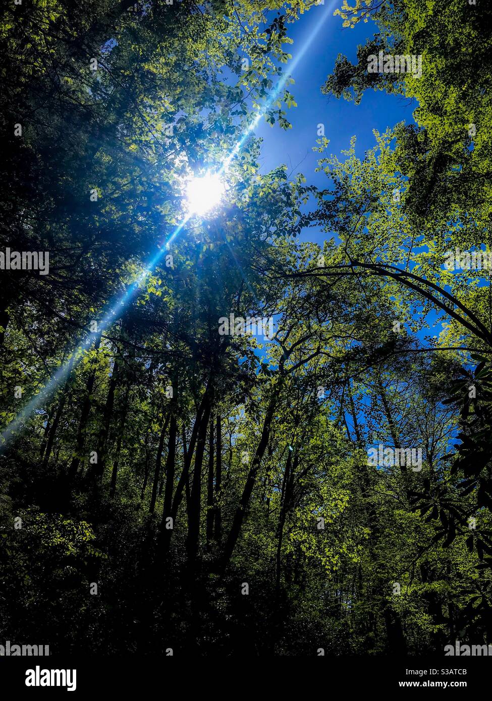 Sunlight trees forest hi-res stock photography and images - Alamy