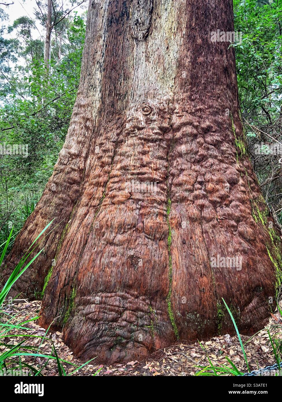 Tree trunk resembling elephant foot Stock Photo - Alamy