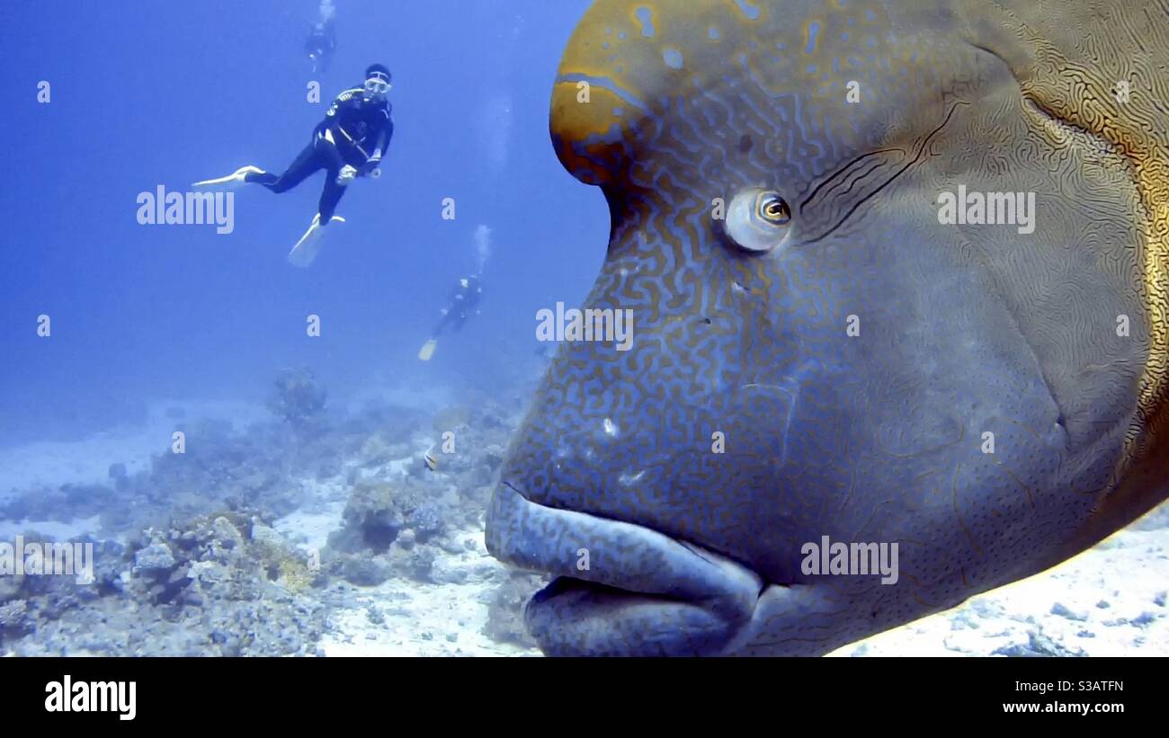 Fish napoleon hi-res stock photography and images - Alamy