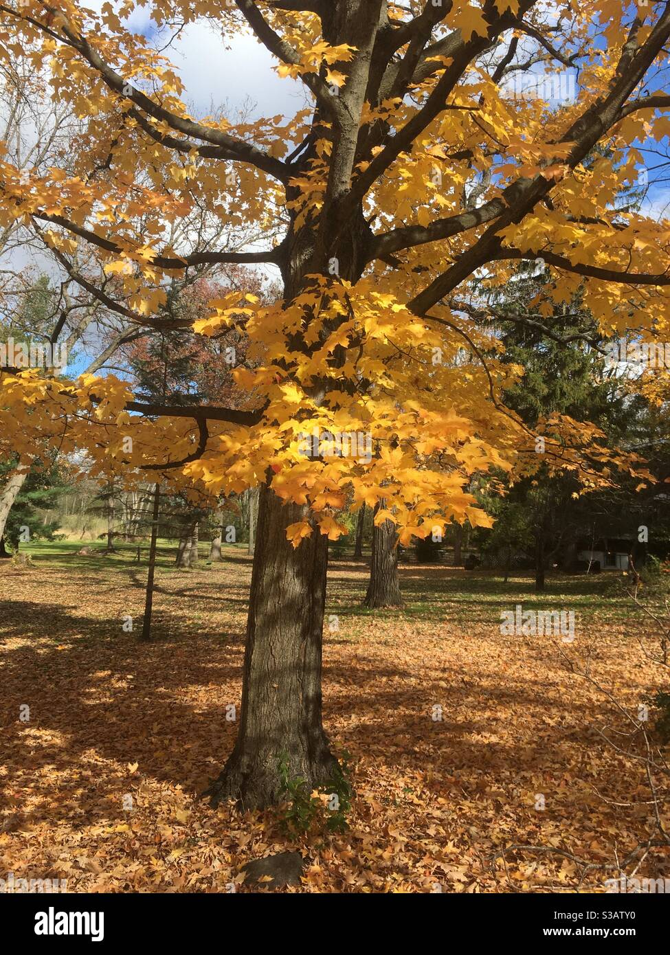 Fall maple tree hi-res stock photography and images - Alamy