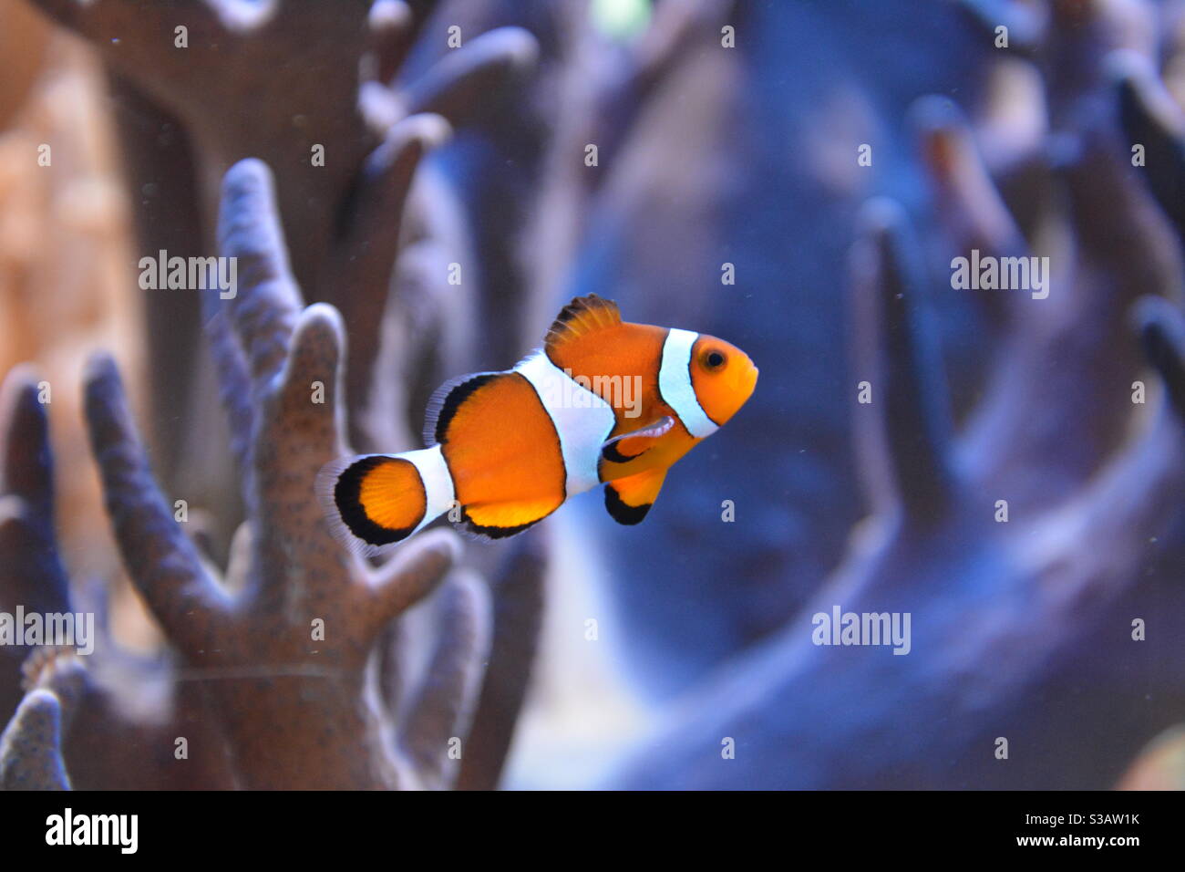 orange fish in the aquarium Stock Photo - Alamy