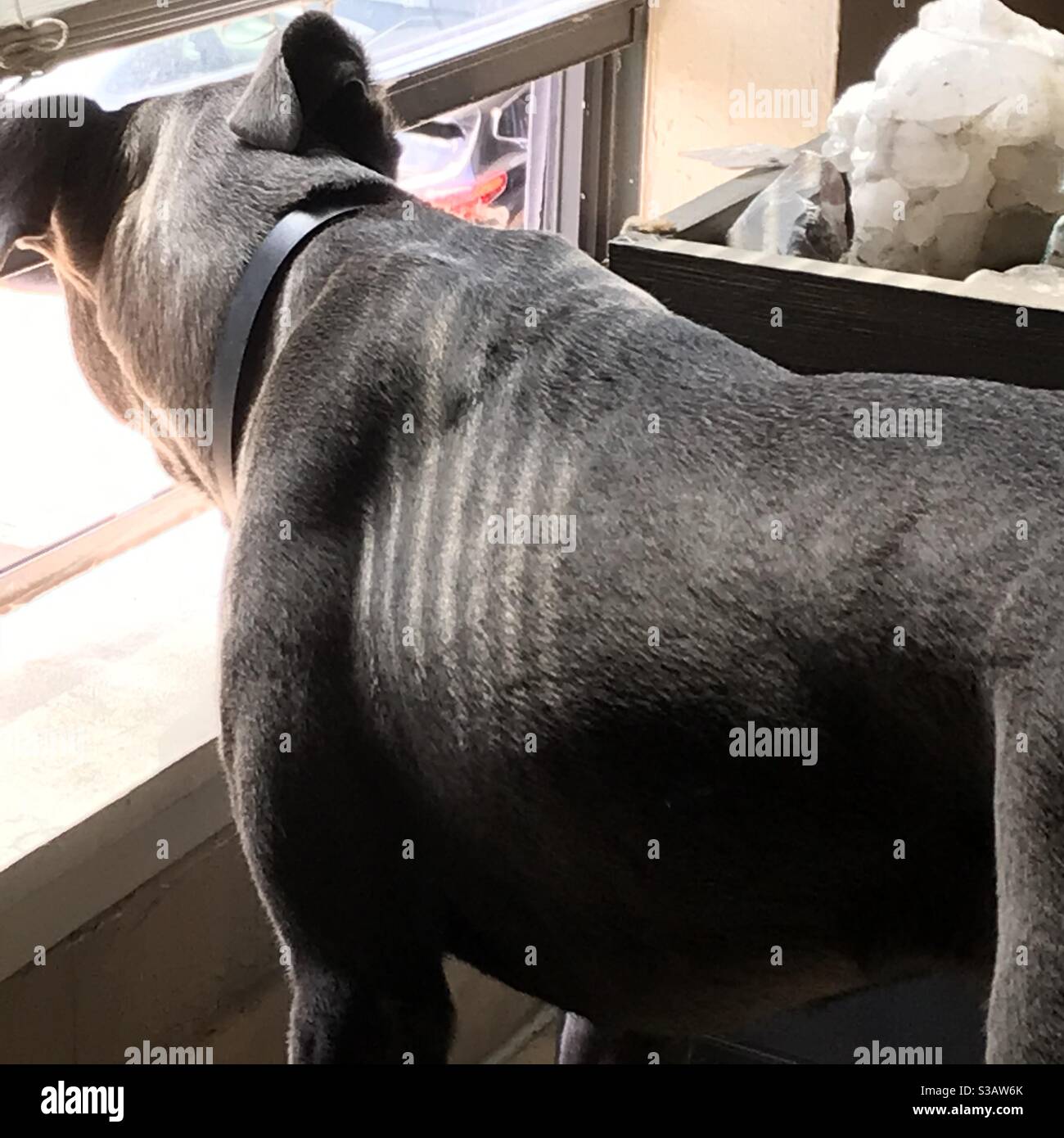 Dog with stripes hi-res stock photography and images - Alamy