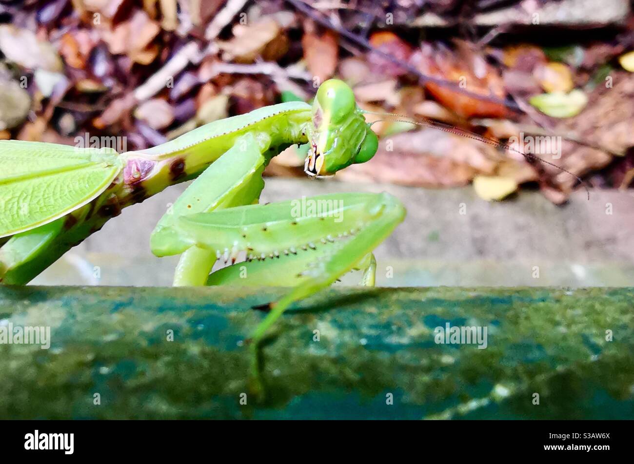 Praying mantises of asia hi-res stock photography and images - Alamy