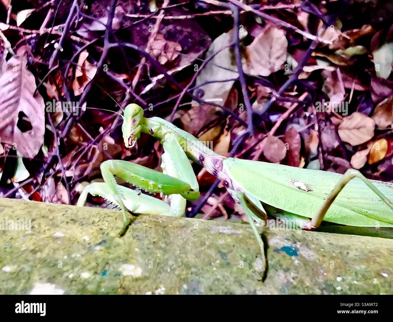 Praying mantises of asia hi-res stock photography and images - Alamy