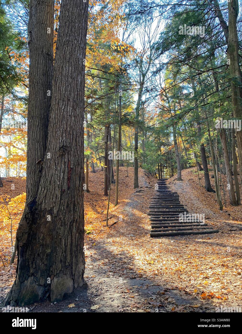 Log stairs hi-res stock photography and images - Alamy