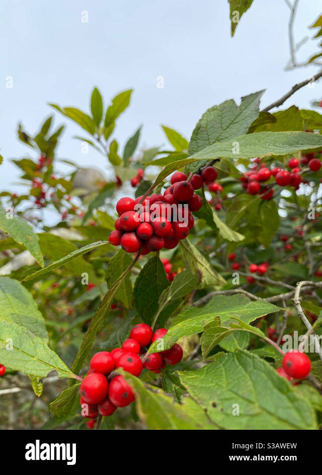 Quality of cherries hi-res stock photography and images - Alamy