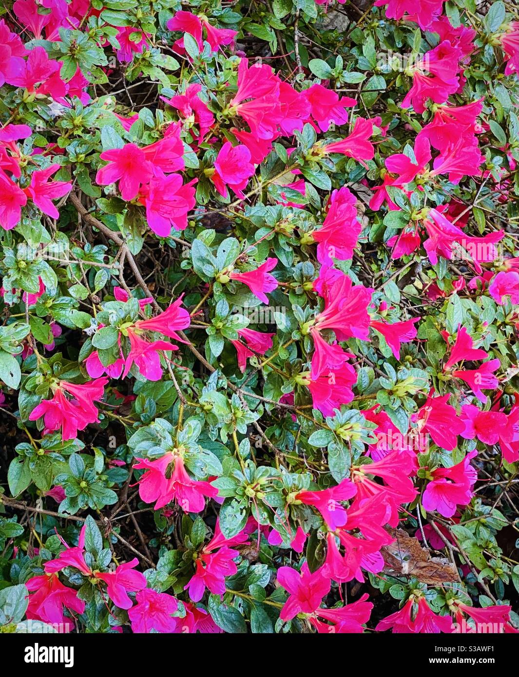 Azalea Plants High Resolution Stock Photography and Images - Alamy