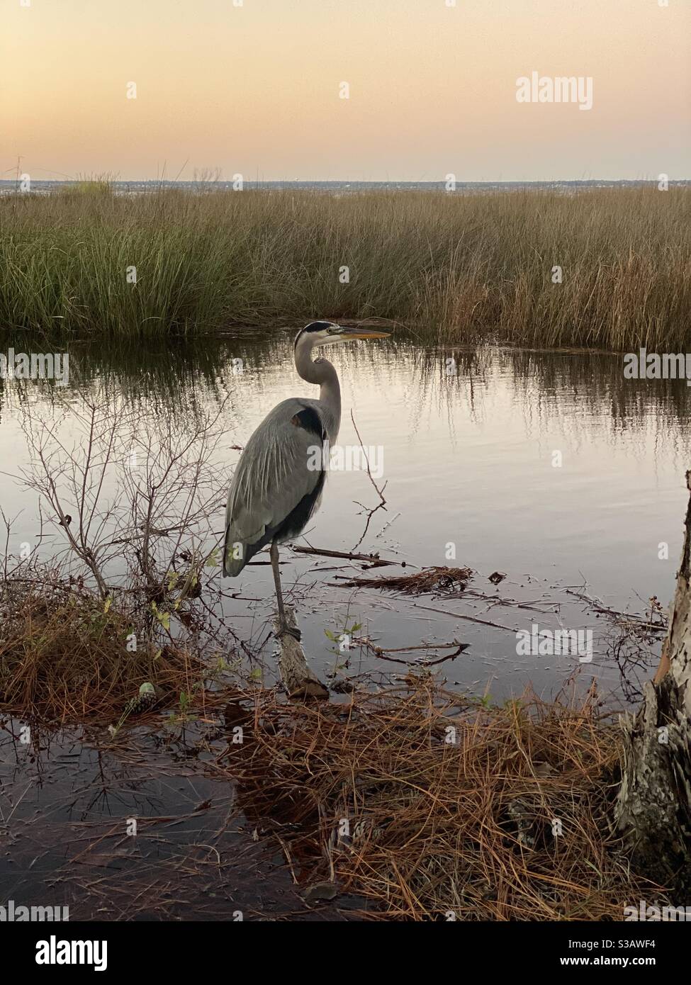 Great blue heron standing on one leg in a natural preservation area ...