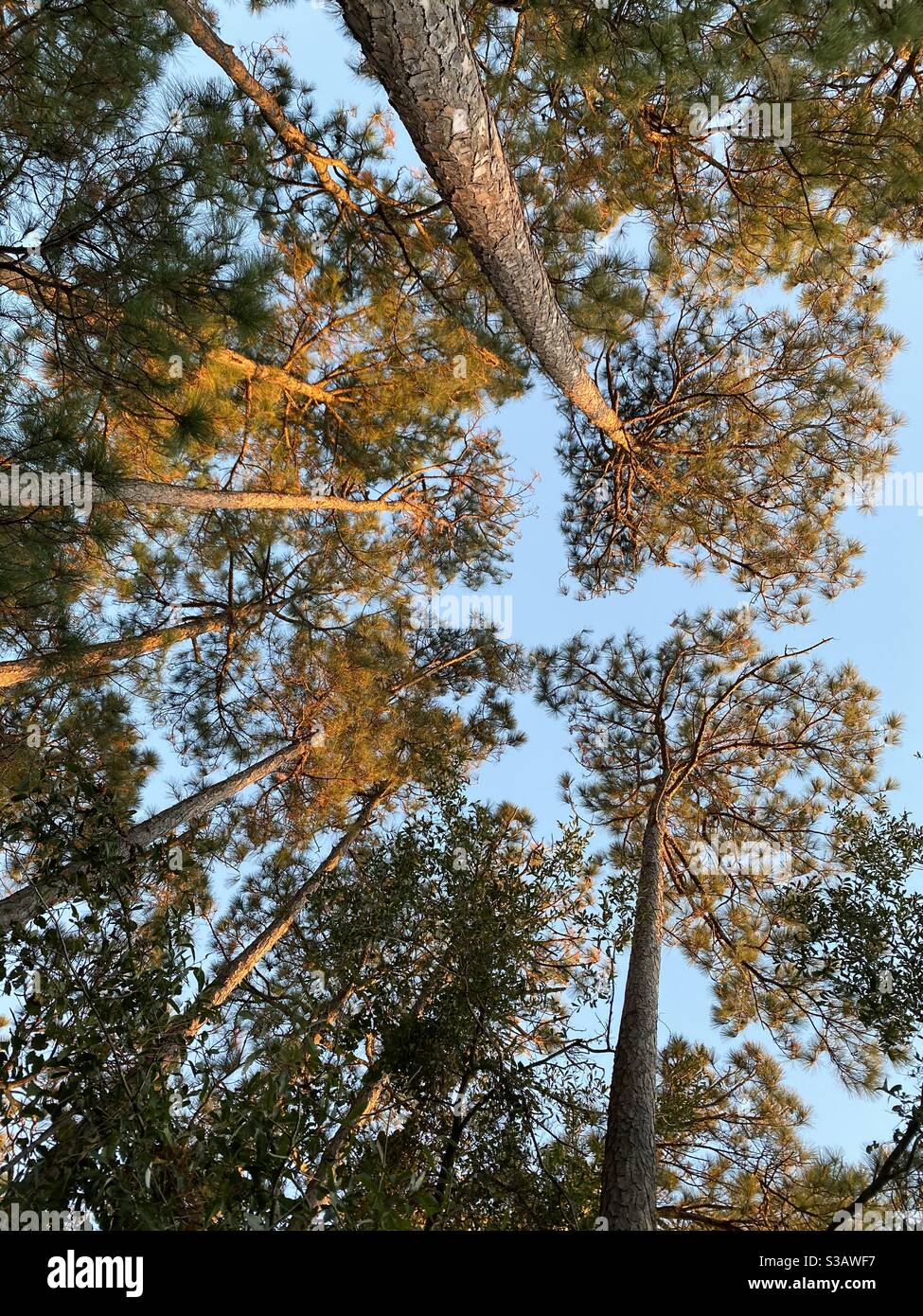 Golden sunlight on pine trees hi-res stock photography and images - Alamy