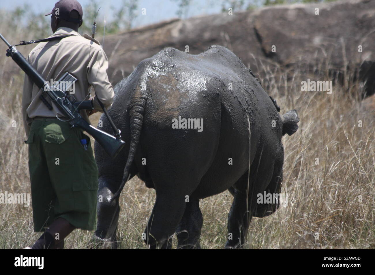 African rhino guarded 24/7 by wildlife rangers Stock Photo - Alamy