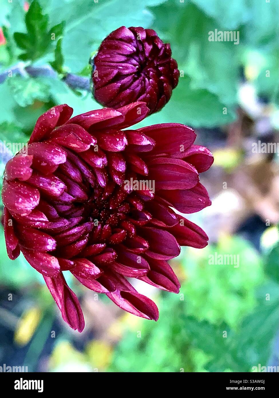 These beautiful chrysanthemum flowers just about to add some welcome ...