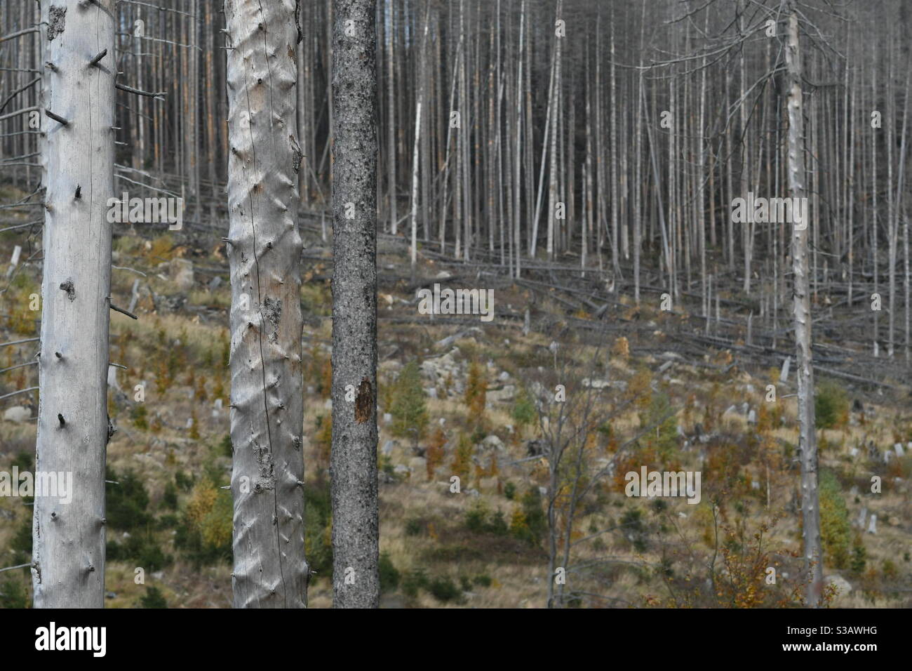 Dying wood hi-res stock photography and images - Alamy