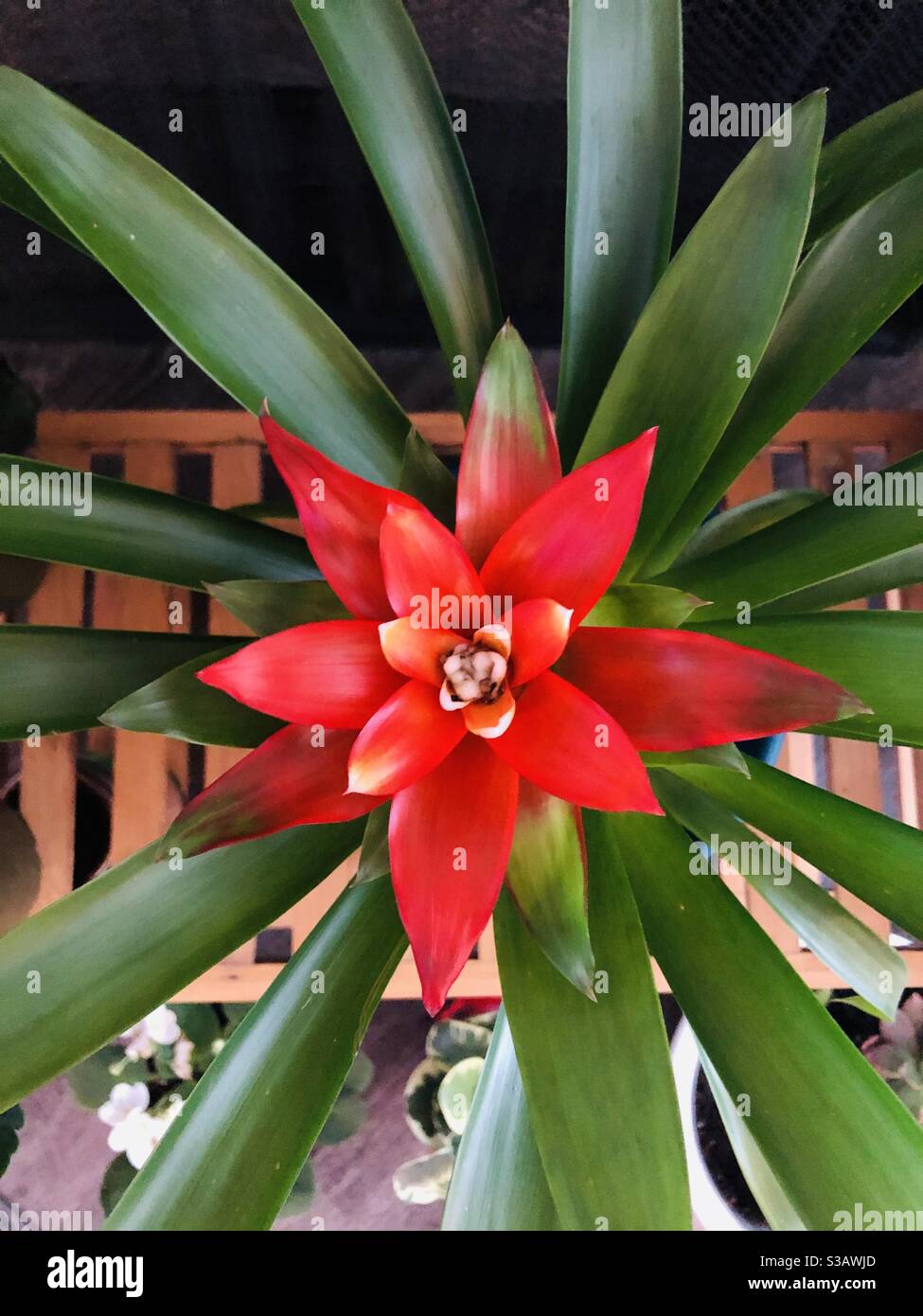 Bromeliads with red and green hi-res stock photography and images - Alamy