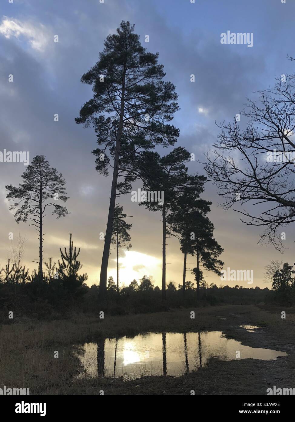 Dusky Forest High Resolution Stock Photography and Images - Alamy