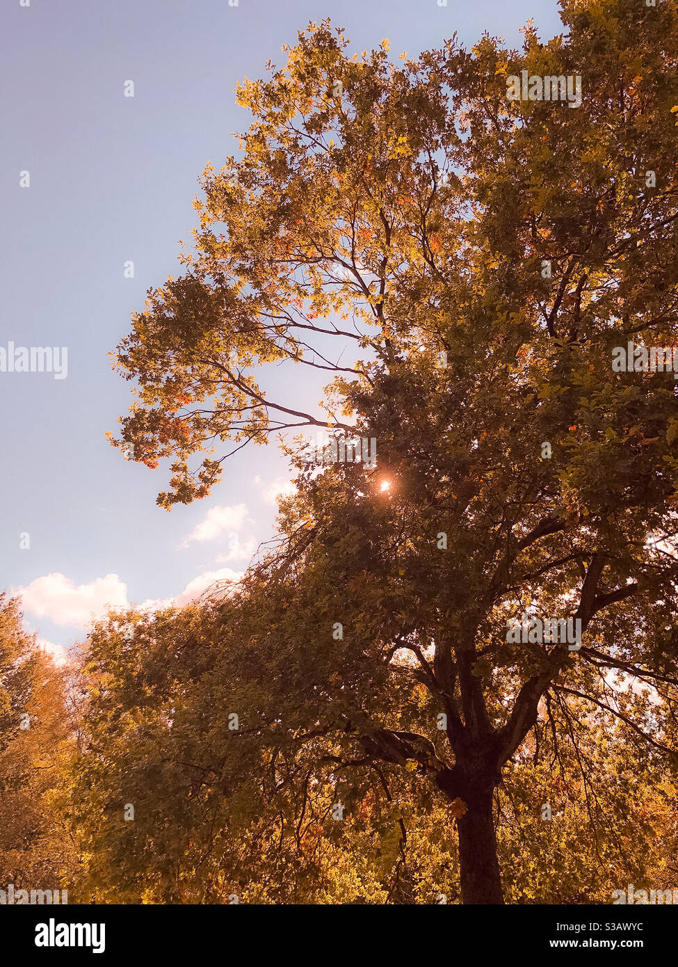 Sun shining through autumn leaves of a large tree Stock Photo - Alamy