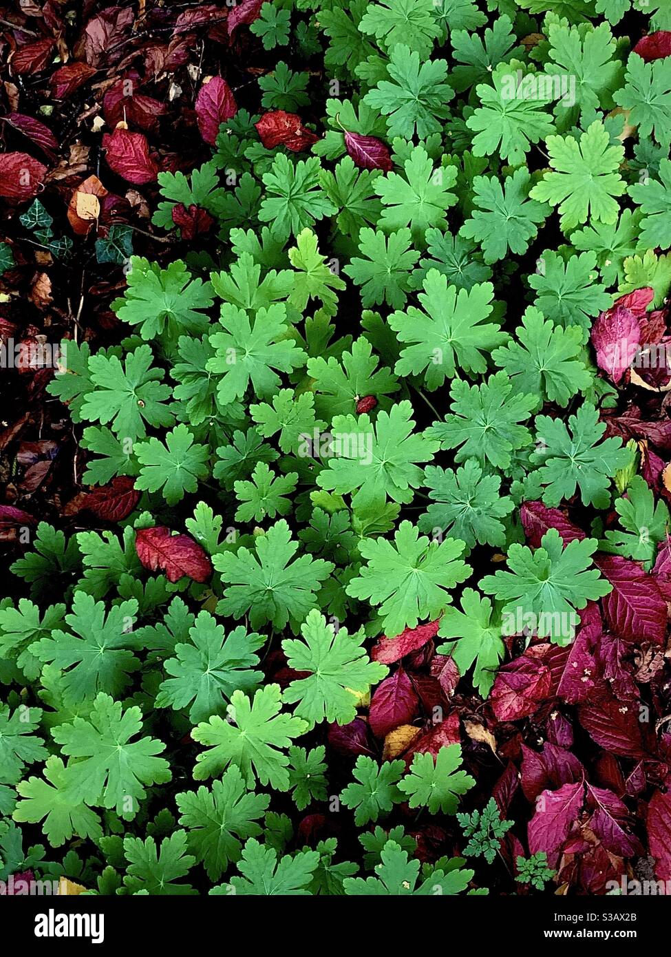 Red geranium autumn fall leaves hi-res stock photography and images - Alamy