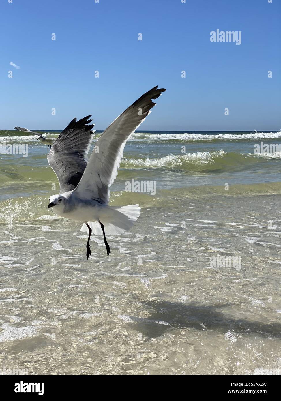 Seagull flying over the emerald water of the Gulf of Mexico Stock Photo ...