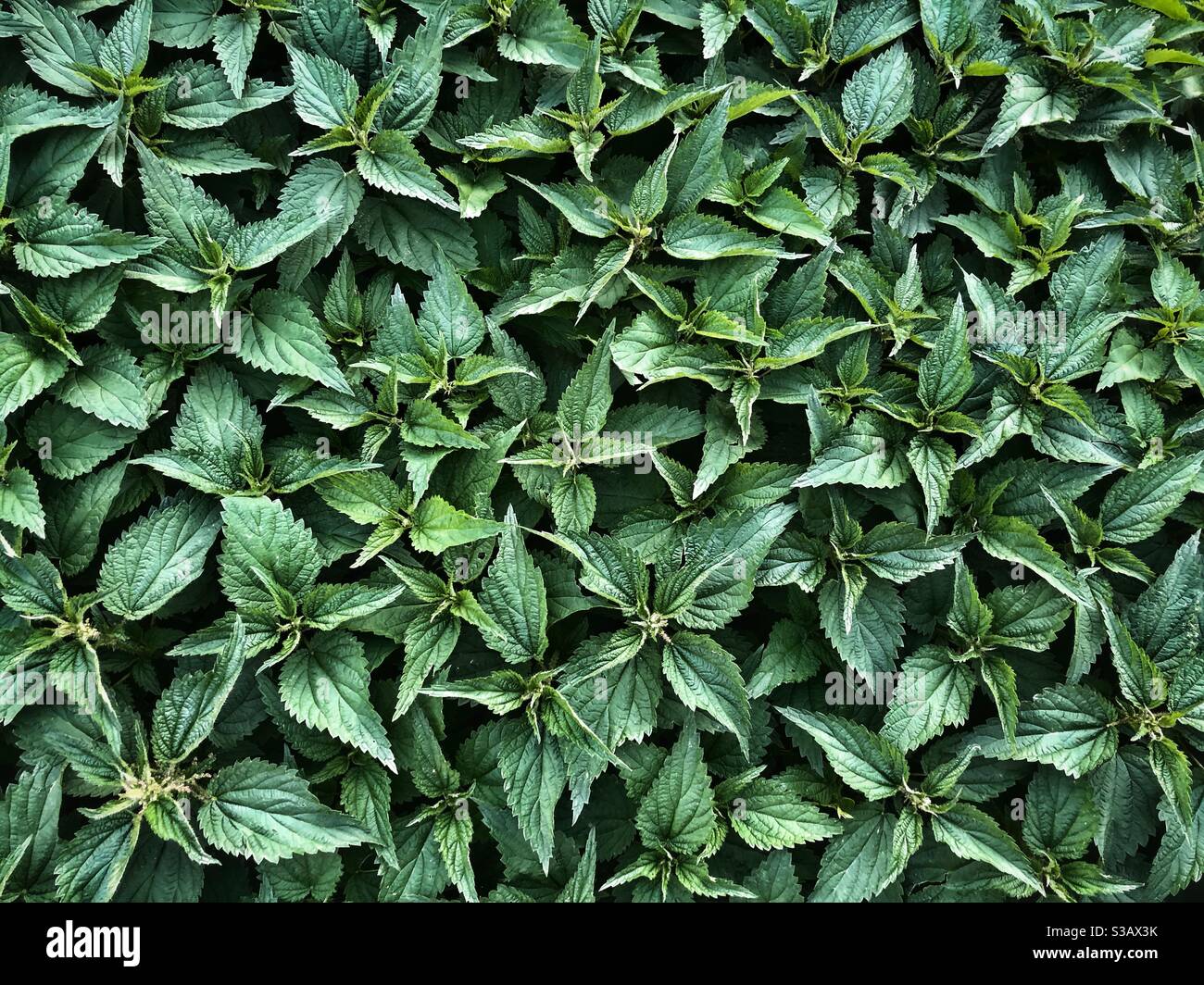 Top view of Nettle plant, Common Nettle, Urtica Dioica Stock Photo - Alamy