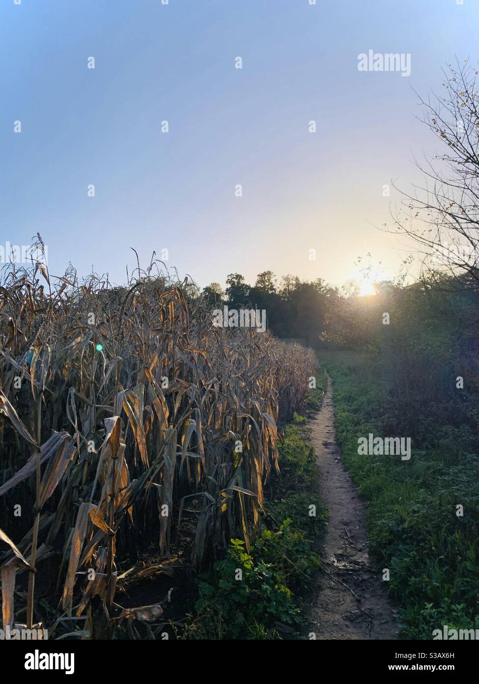 Walking through corn field hi-res stock photography and images - Alamy