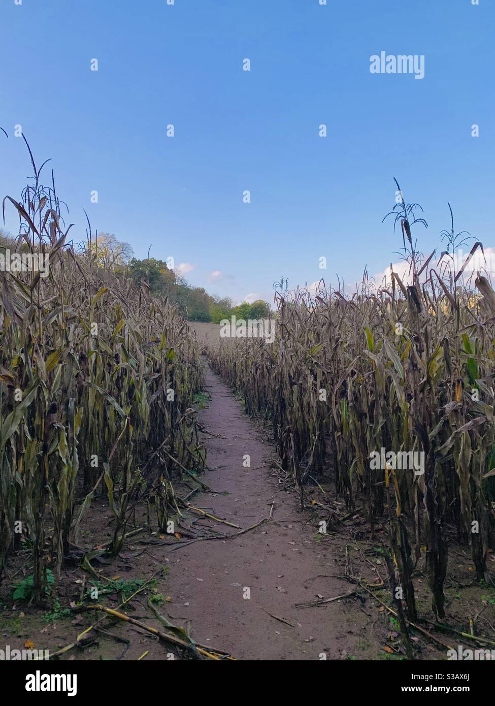 Walking through cornfield hi-res stock photography and images - Alamy