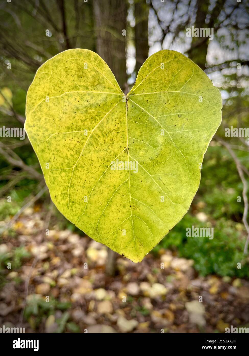 Love leaf hi-res stock photography and images - Alamy