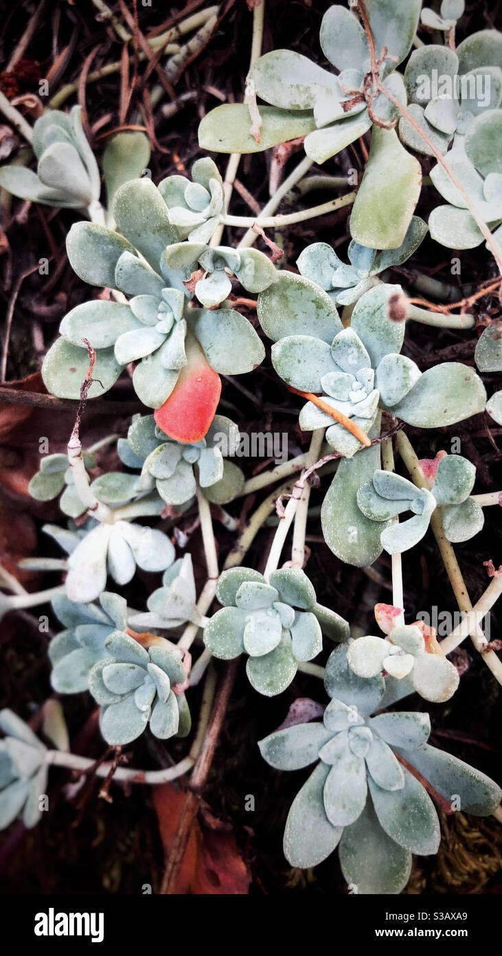 Wild native succulents of Pacific northwest Stock Photo - Alamy