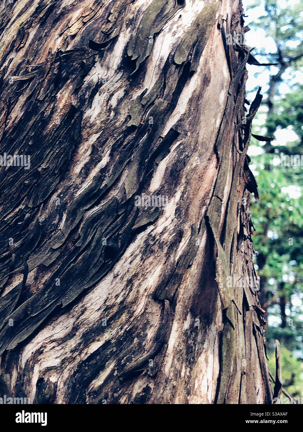 twisted tree bark Stock Photo - Alamy