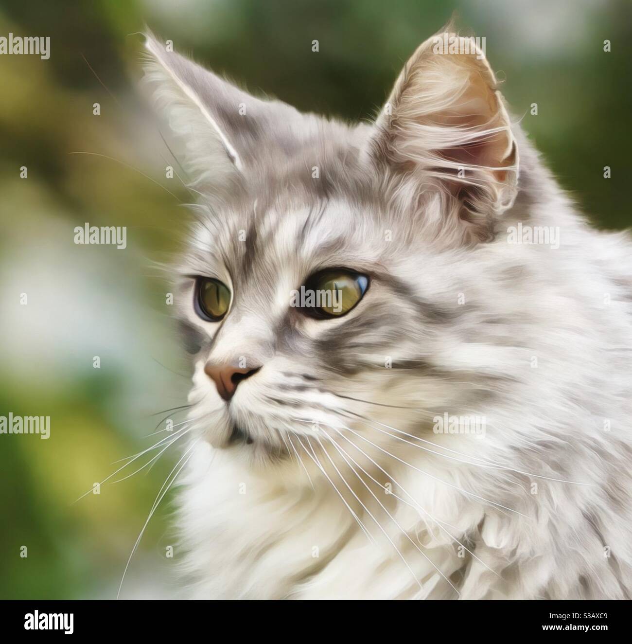 A persian cat hi-res stock photography and images - Alamy