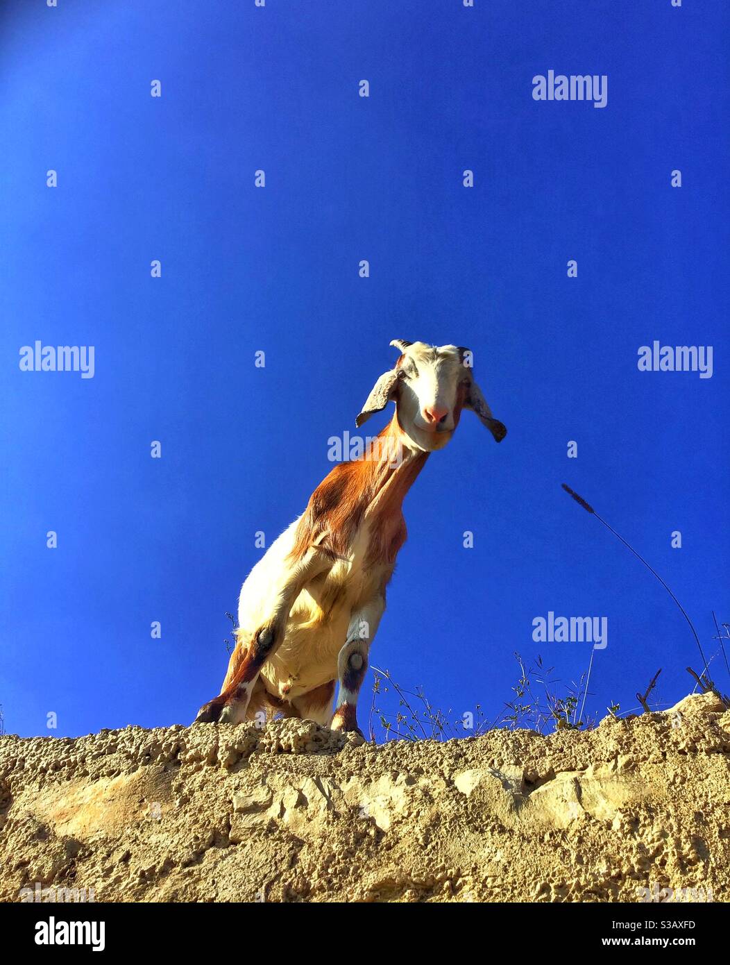 Right goat hi-res stock photography and images - Alamy