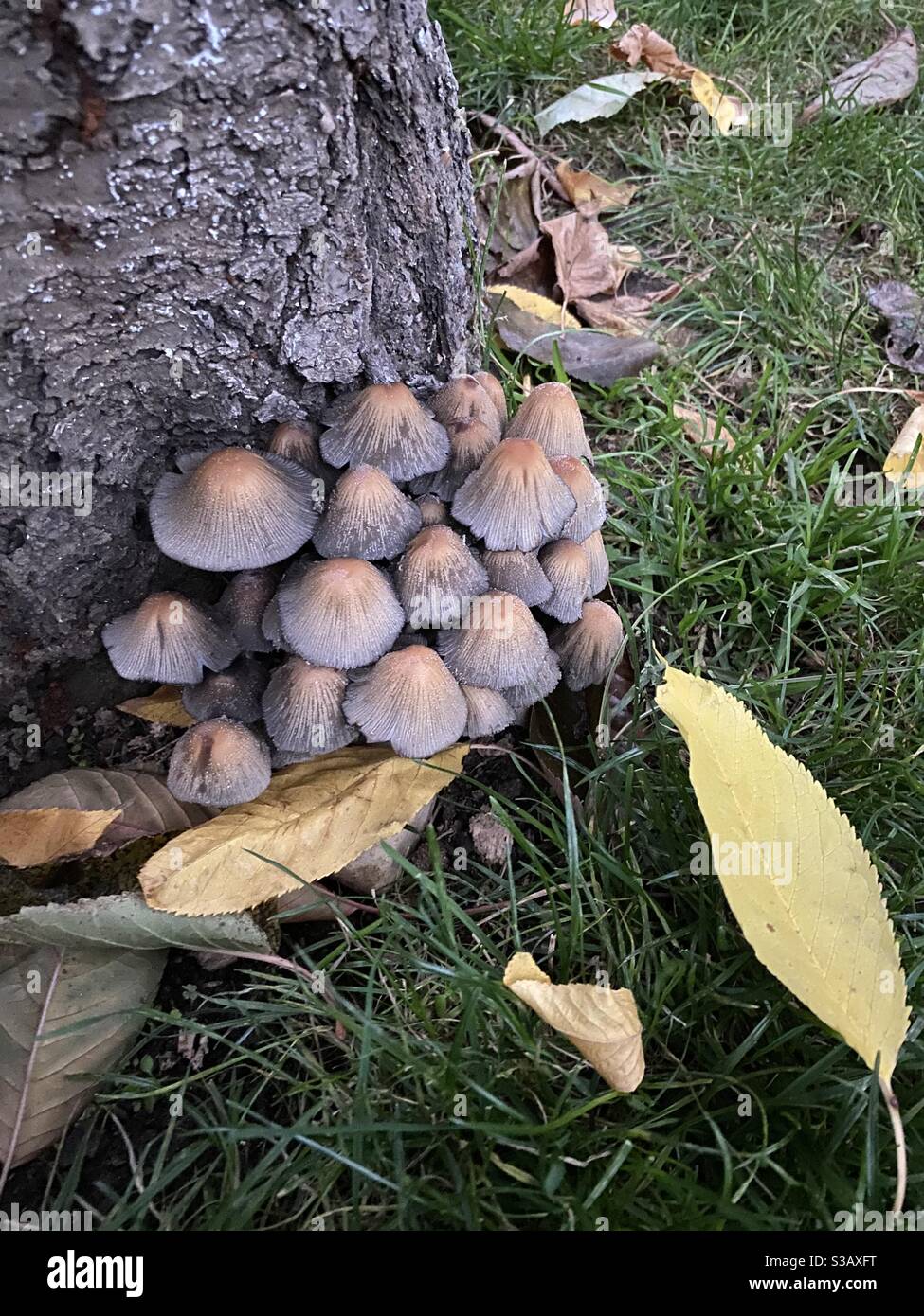 Mushrooms in garden hi-res stock photography and images - Alamy