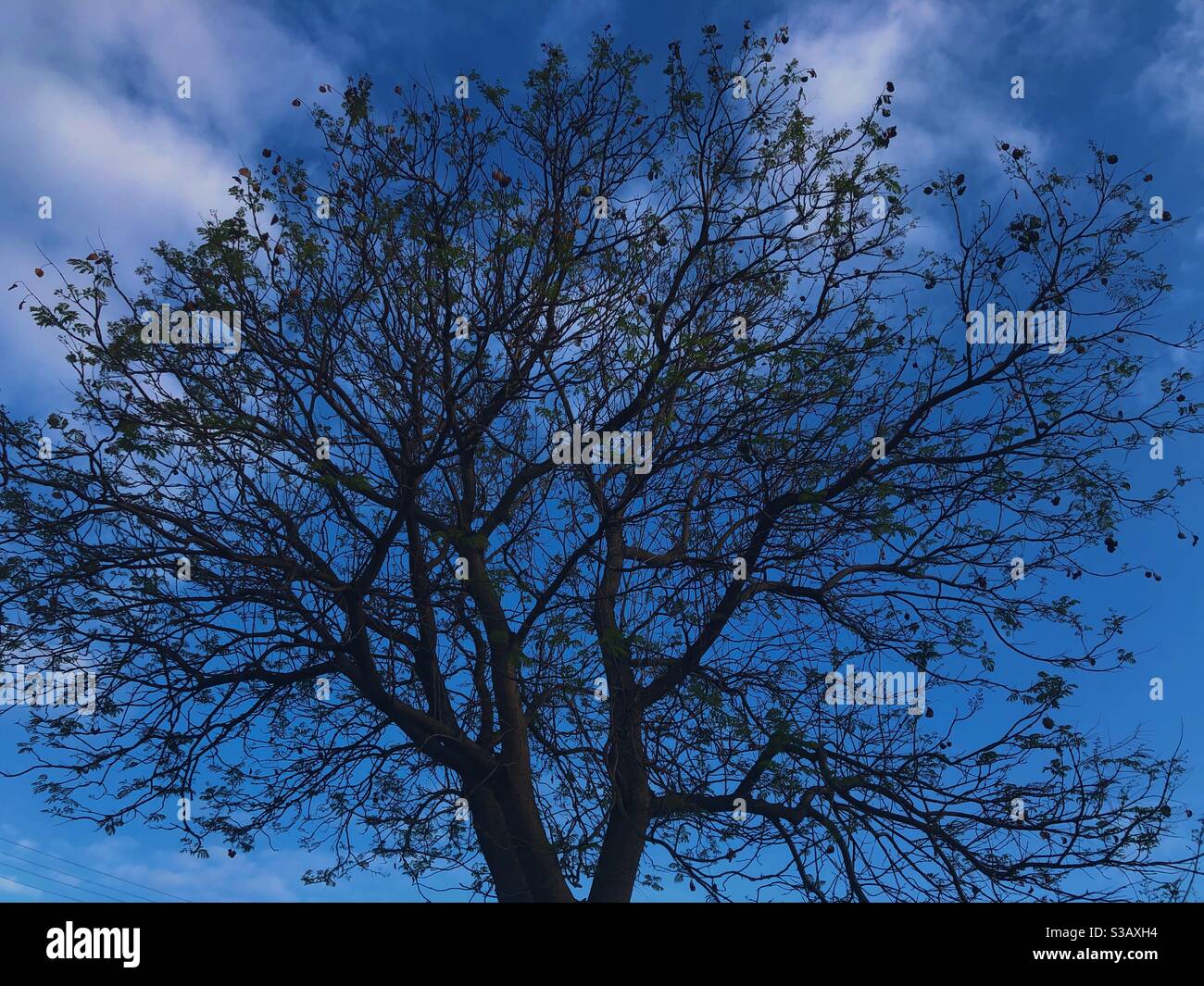 Spring in australia hi-res stock photography and images - Alamy