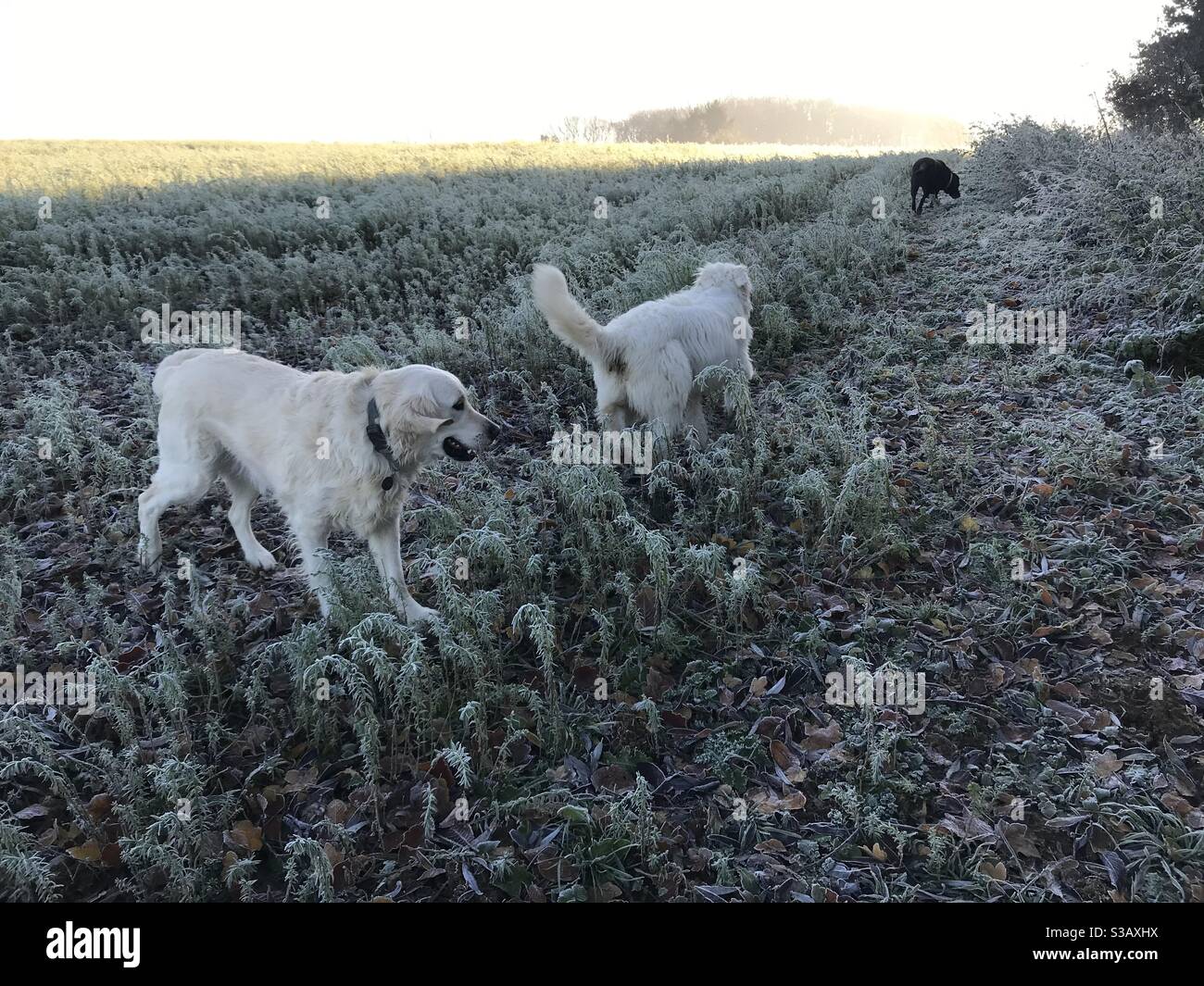 Three Dogs 3 Dogs High Resolution Stock Photography and Images - Alamy