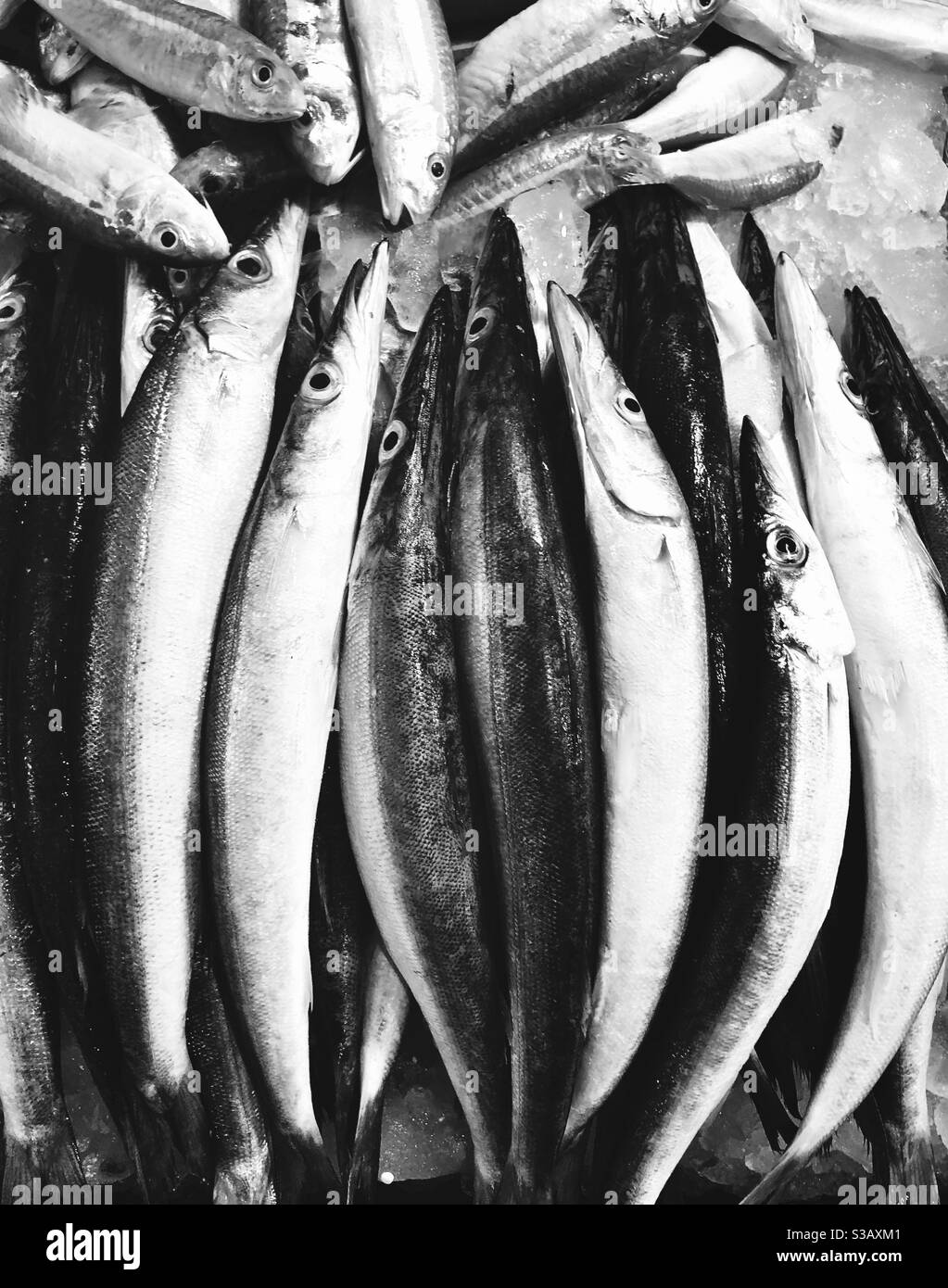 Gar fish Black and White Stock Photos & Images - Alamy