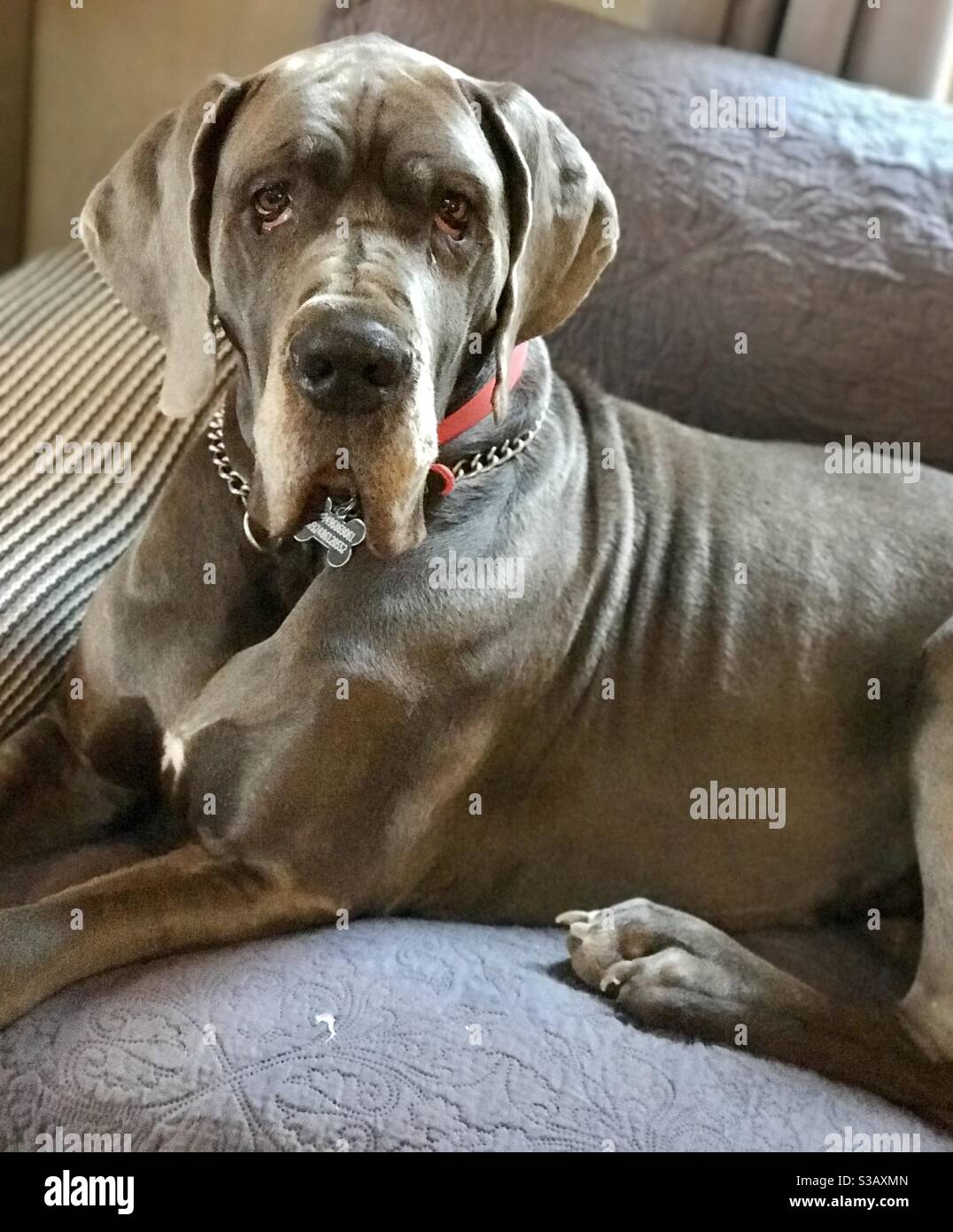 Happy mastiff hi-res stock photography and images - Alamy