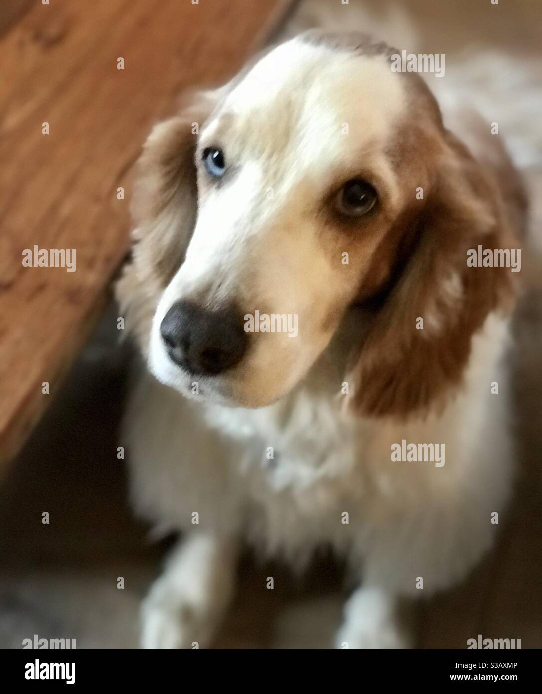 Cocker eye hi-res stock photography and images - Alamy