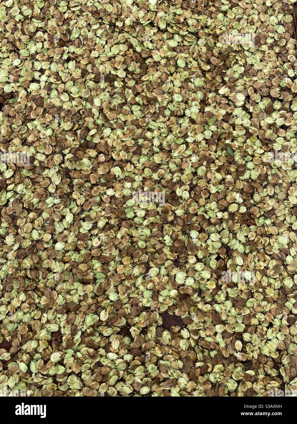Background of tiny seeds fallen from a tree Stock Photo - Alamy