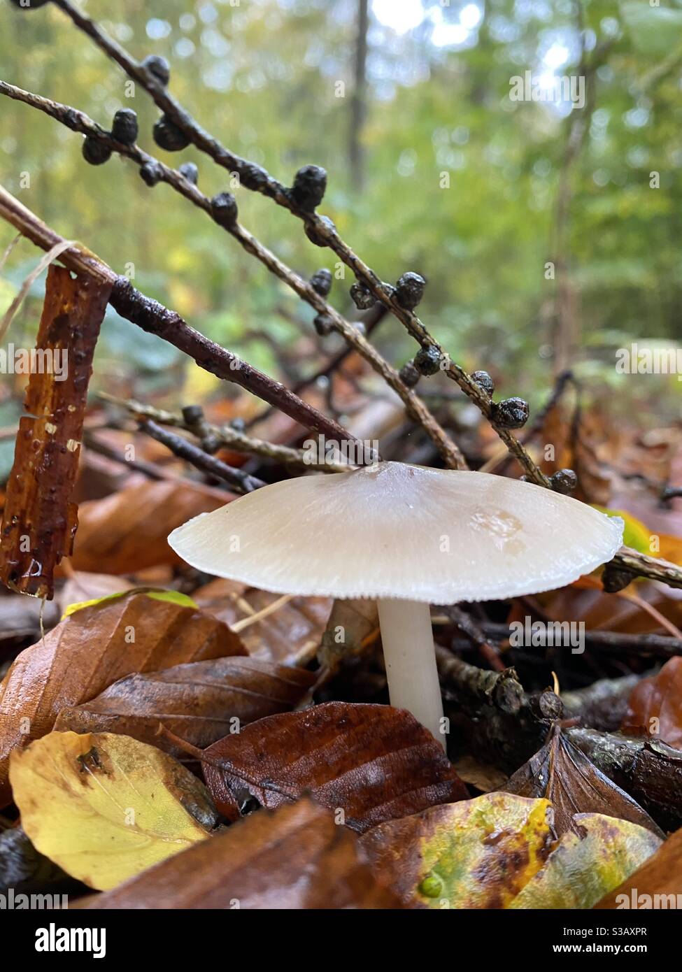 Natural habitat fungi hi-res stock photography and images - Alamy