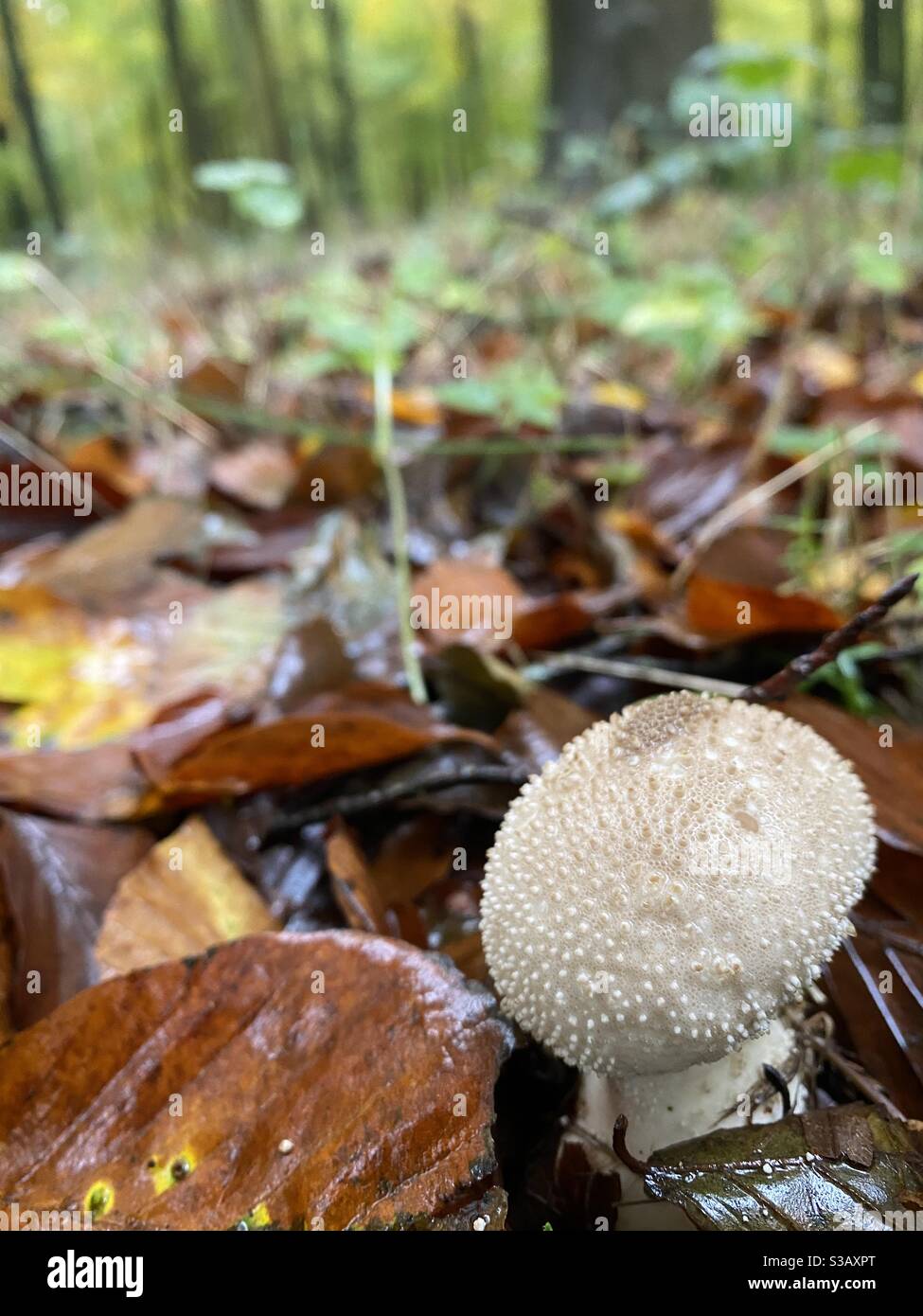Round fungi hi-res stock photography and images - Alamy